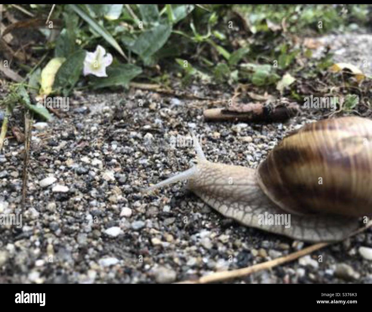 Featuring snail crawl at the sand Stock Photo - Alamy