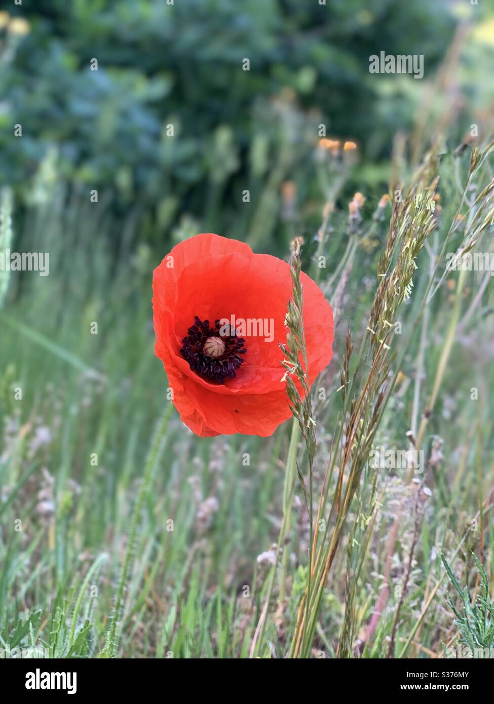 Poppy sun hi-res stock photography and images - Alamy