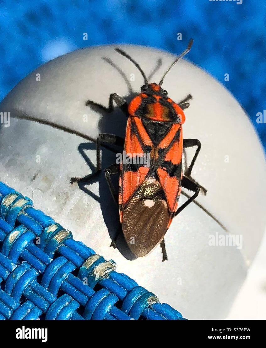 Colourful beetle hi-res stock photography and images - Alamy