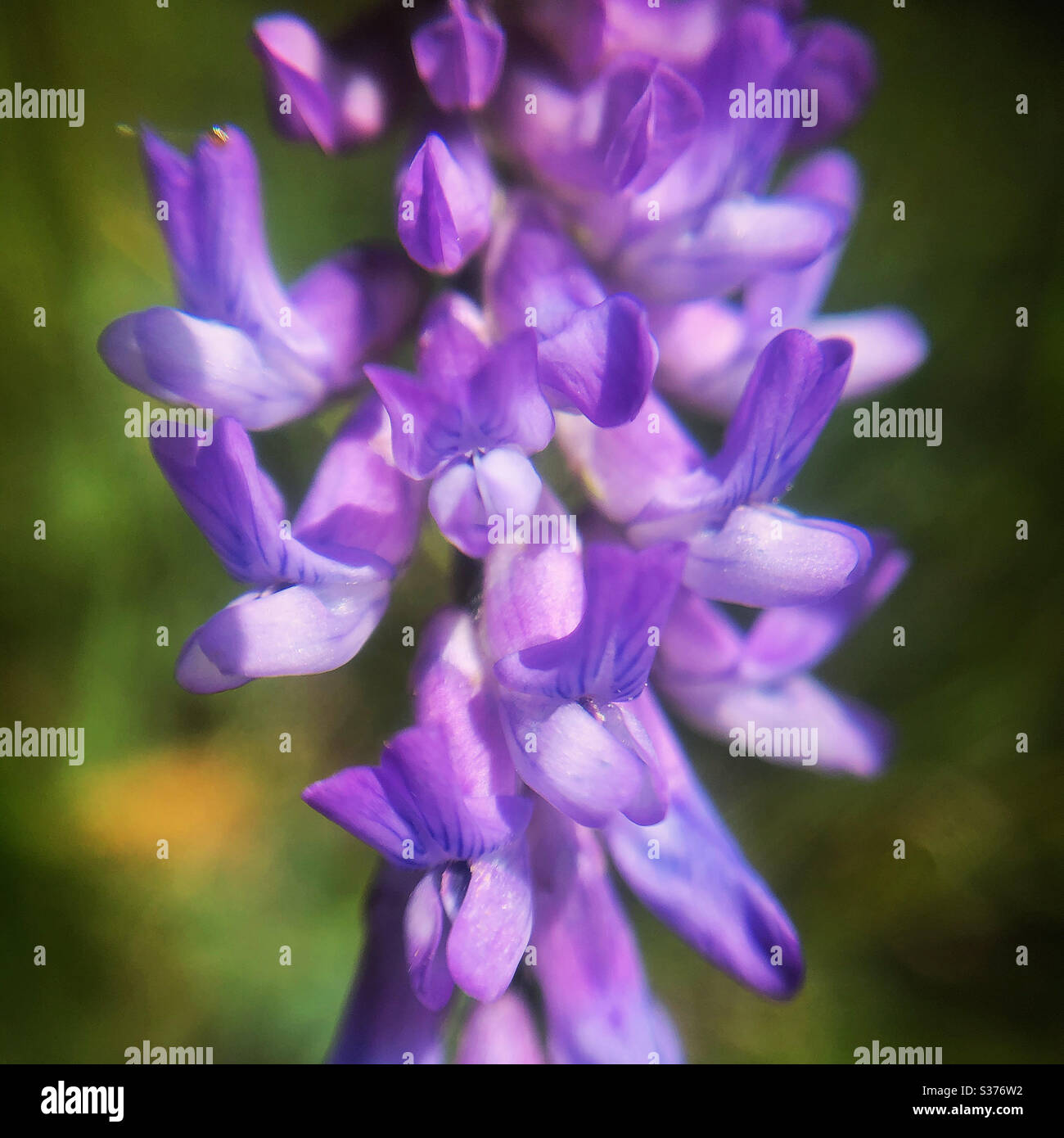 Bird vetch hi-res stock photography and images - Alamy