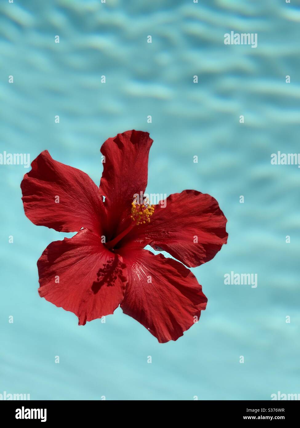 Red flower floating in water Stock Photo - Alamy