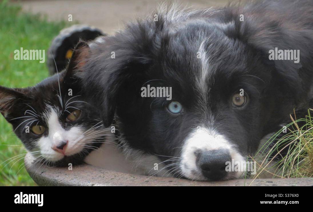 Border Collie Puppy and Kitten in a plant pot Stock Photo - Alamy