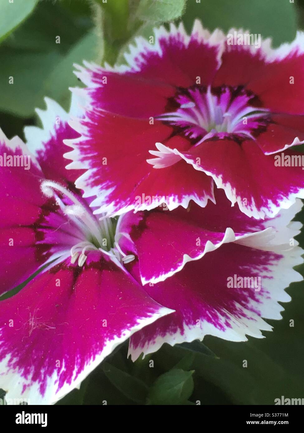Dianthus Flower High Resolution Stock Photography and Images - Alamy