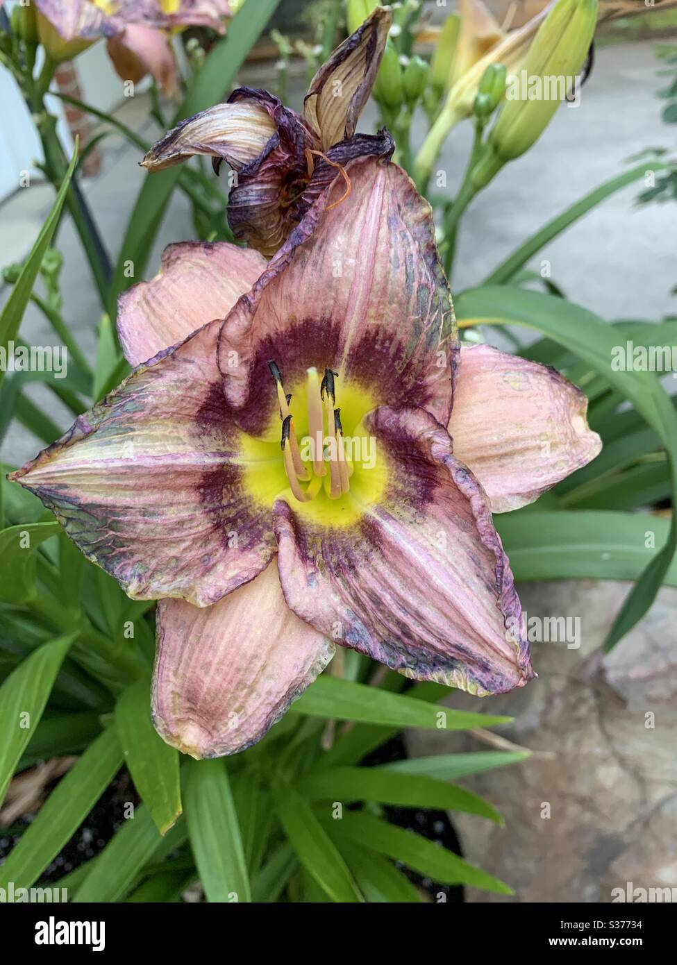 A day lilly flower Stock Photo - Alamy