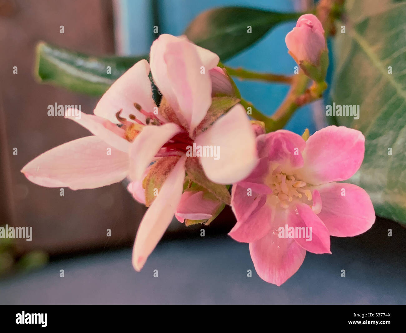 Indian pinks hi-res stock photography and images - Alamy