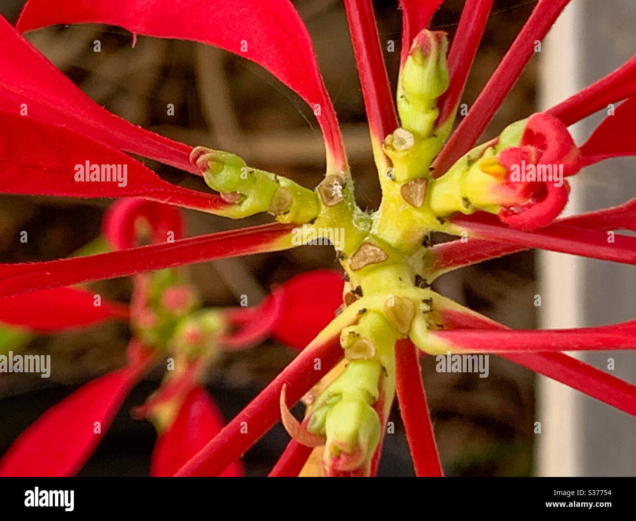 Unfurling flower hi-res stock photography and images - Alamy