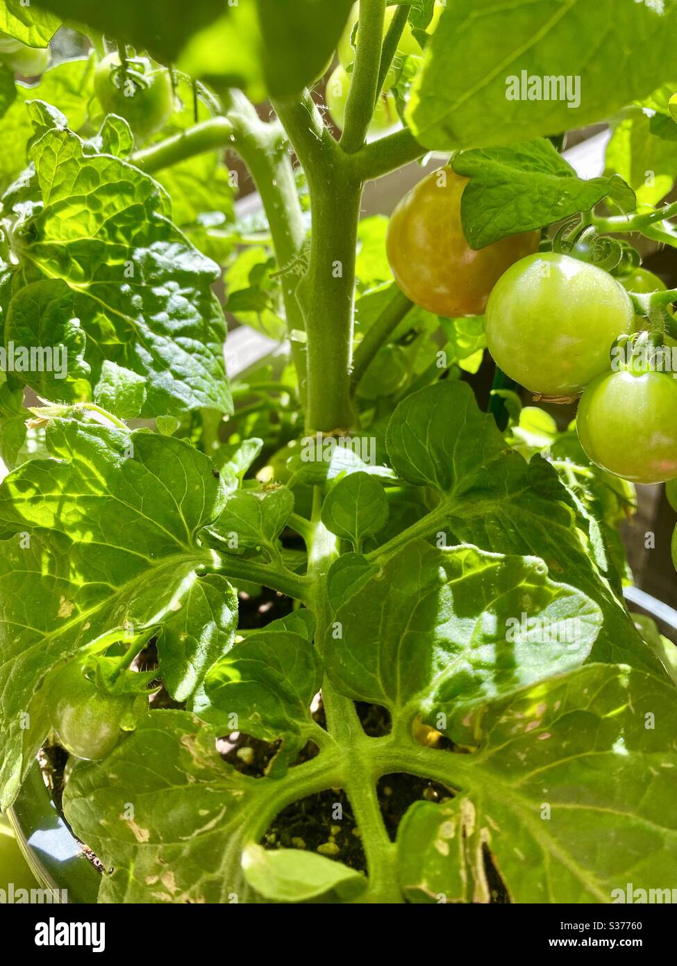 Veggie love hi-res stock photography and images - Alamy