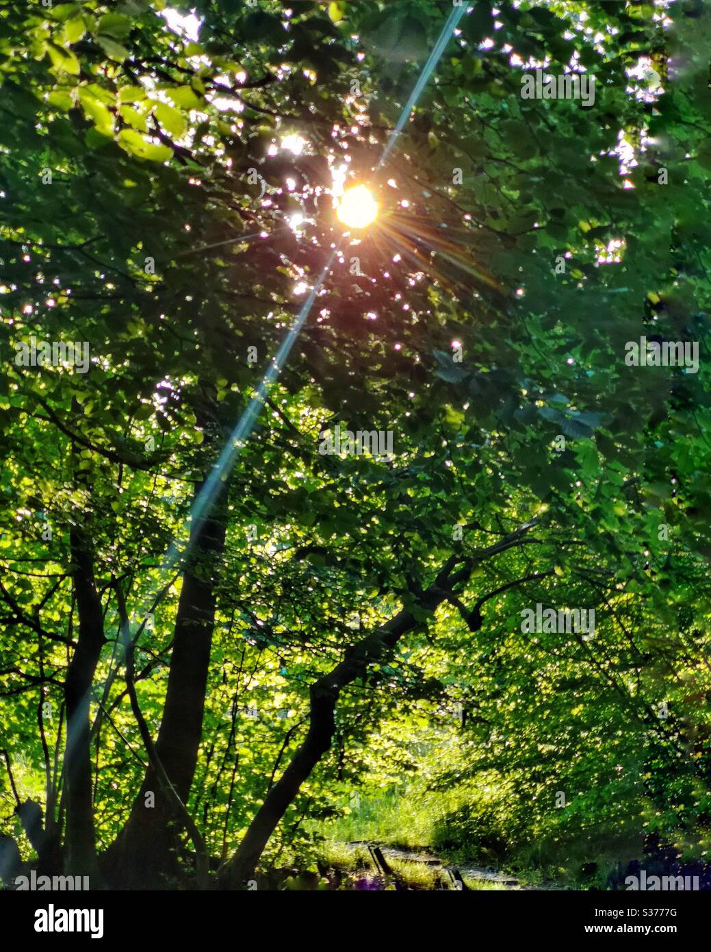 Sun breaking through trees in forest Stock Photo - Alamy