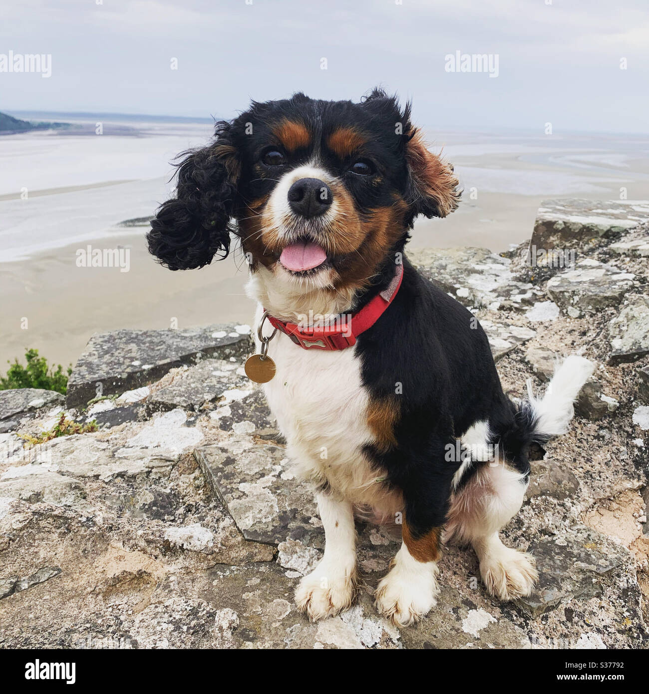 Dog luna hi-res stock photography and images - Alamy