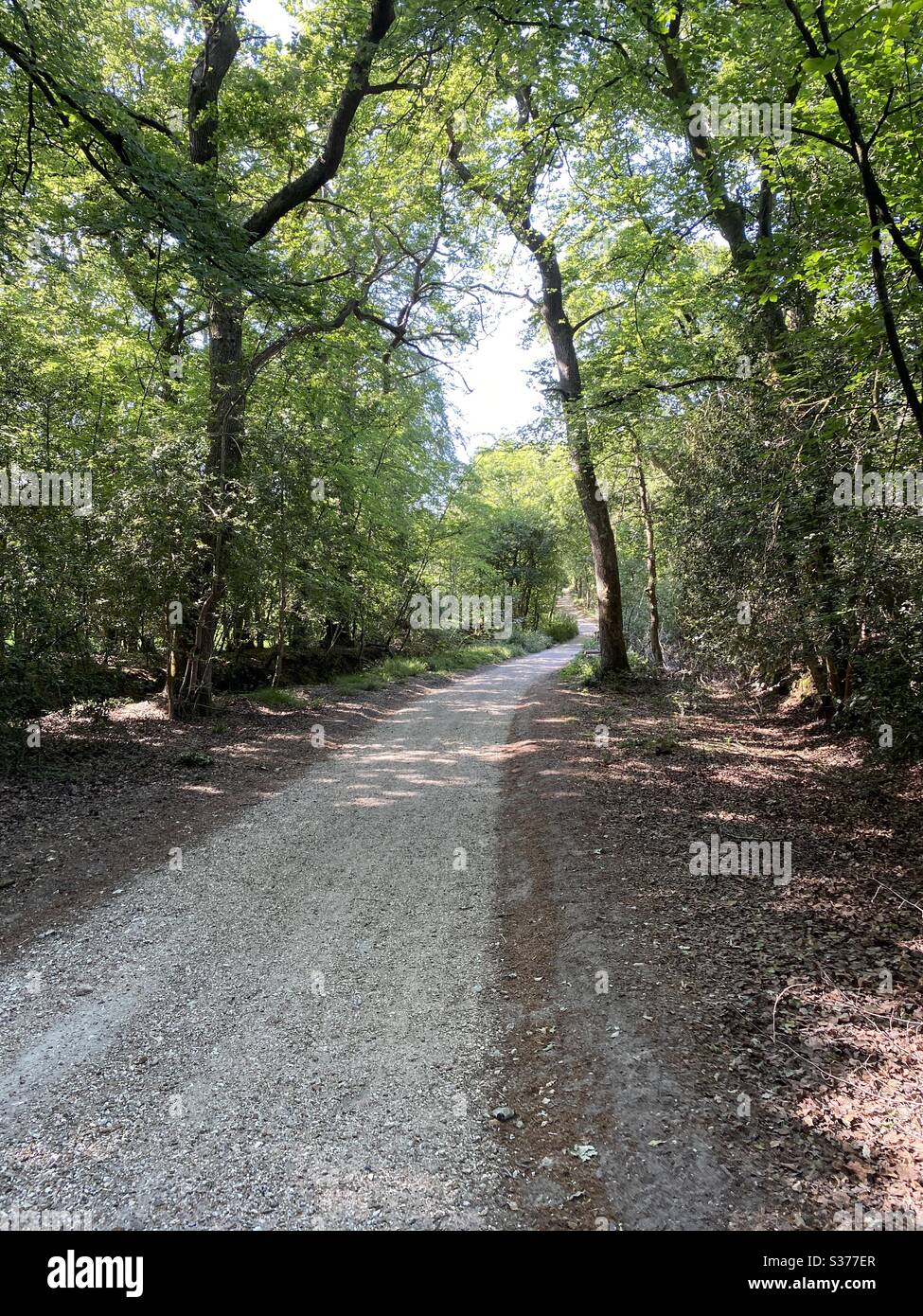 New forest, tall trees trail hi-res stock photography and images - Alamy