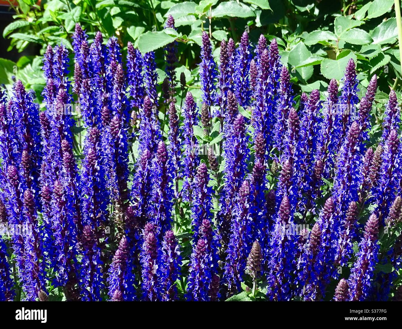 Stunning display of purple lavender flowers in the summer sunshine ...