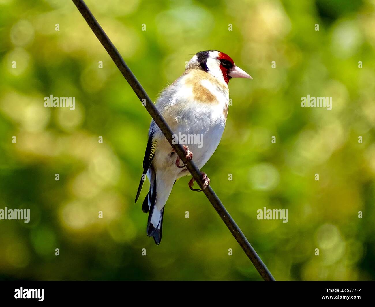 Goldfinch bird hi-res stock photography and images - Alamy