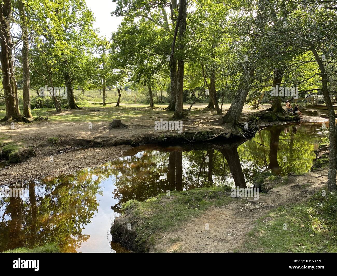 Brook through the forest hi-res stock photography and images - Alamy
