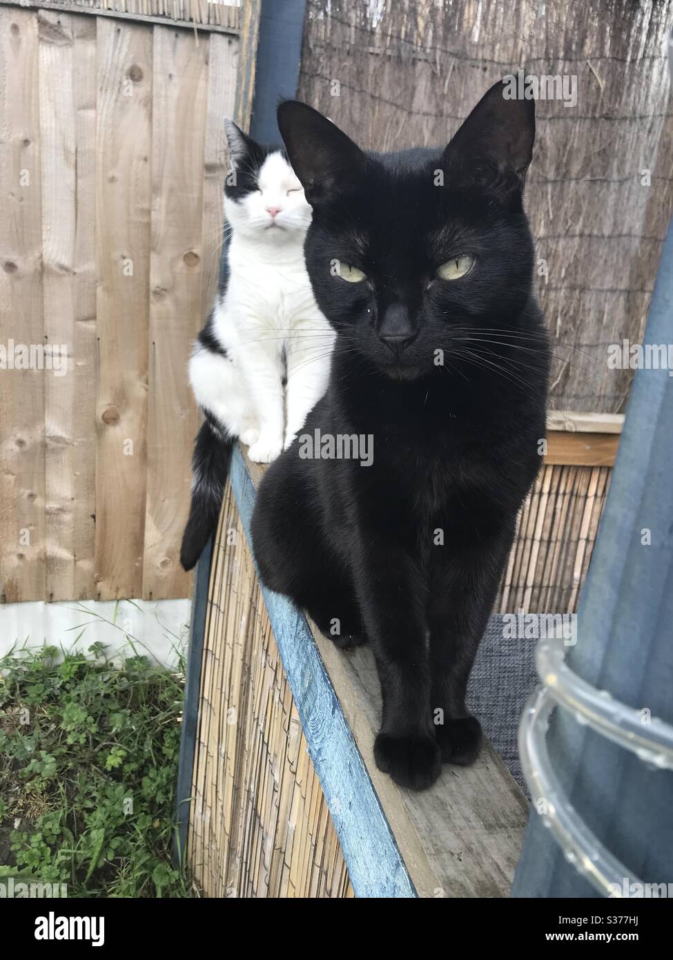 Black kitties hi-res stock photography and images - Alamy