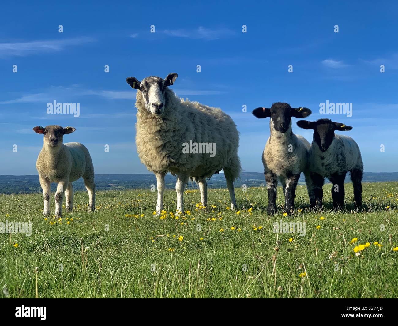 Family Of Lambs High Resolution Stock Photography and Images - Alamy