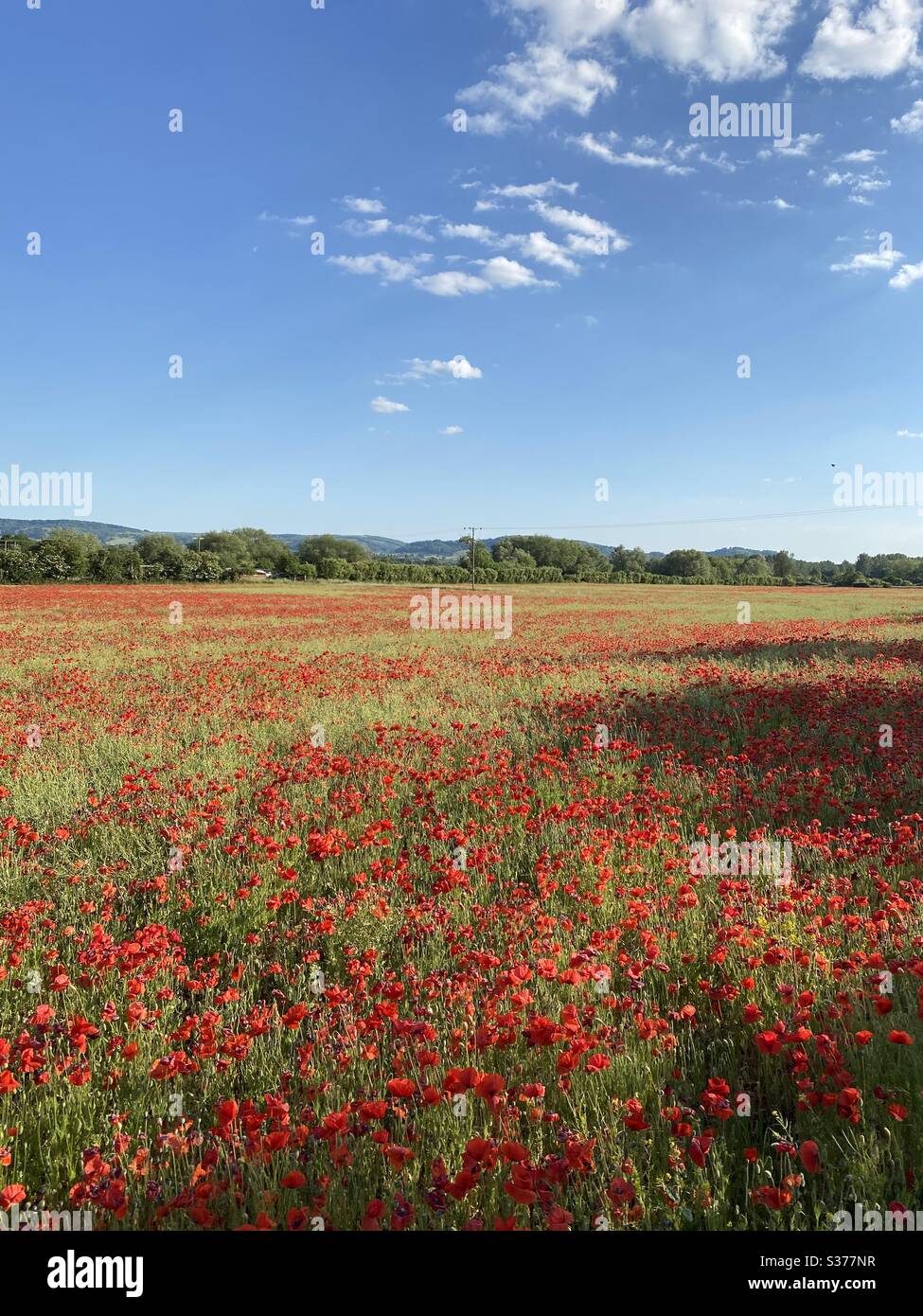 Poppy fields hi-res stock photography and images - Alamy