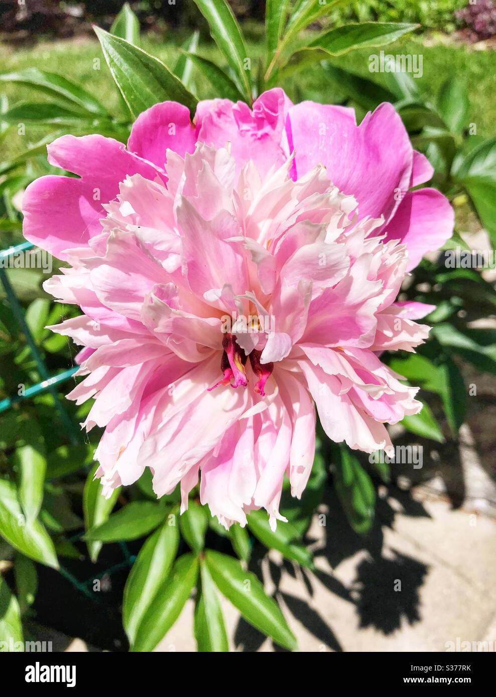 Beautiful pink bloom Stock Photo - Alamy