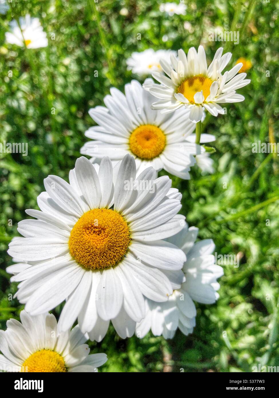 Row daisies hi-res stock photography and images - Alamy