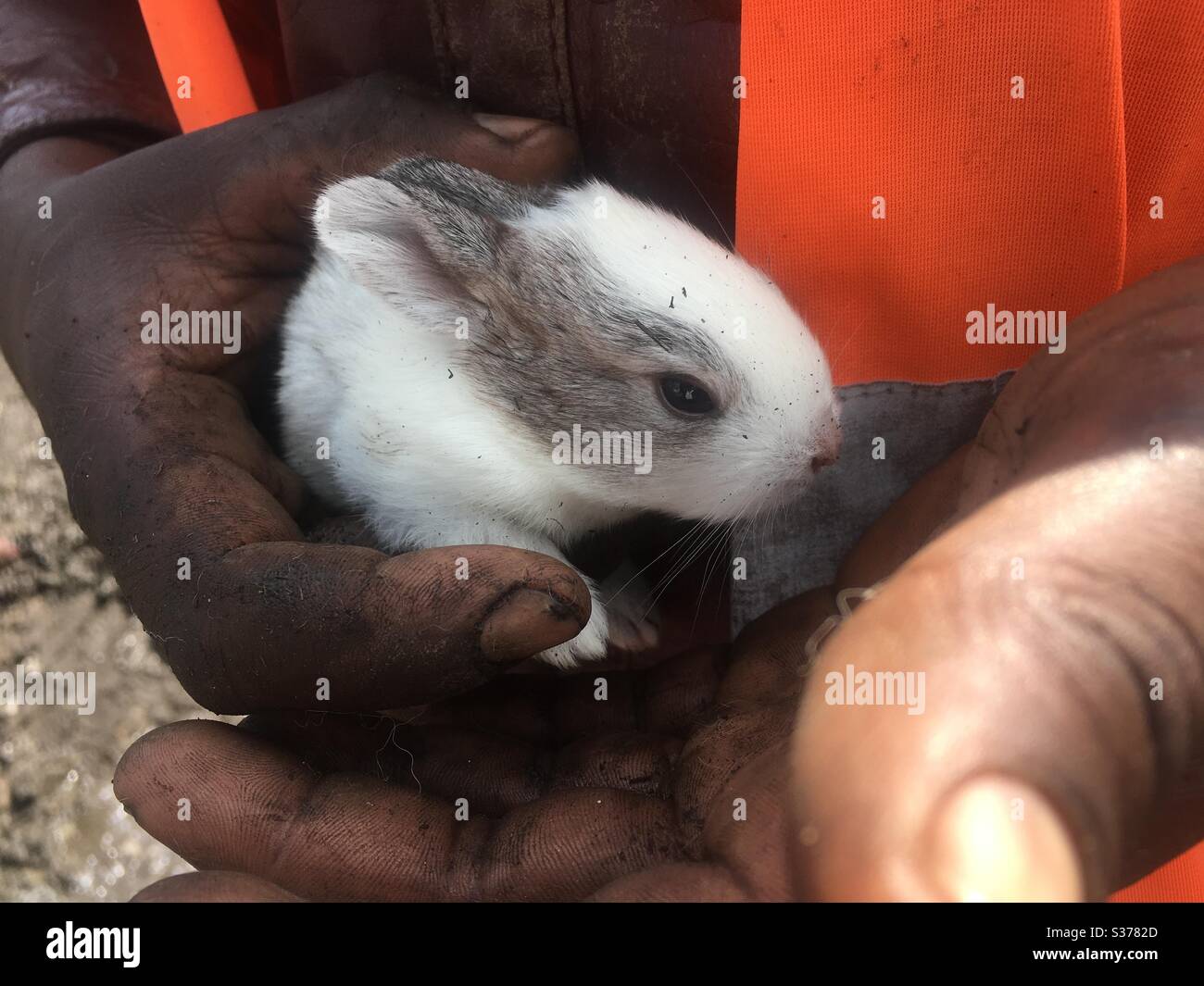 Rabbit baby animals hi-res stock photography and images - Alamy