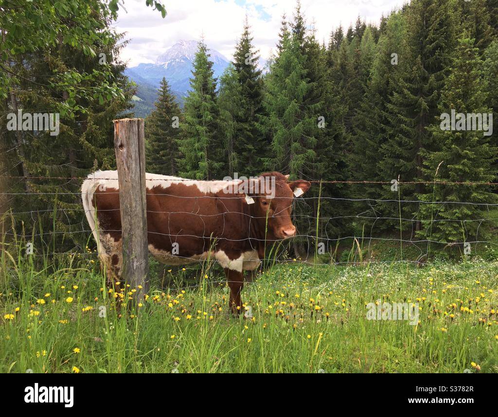 Cow behind a fence Stock Photo - Alamy