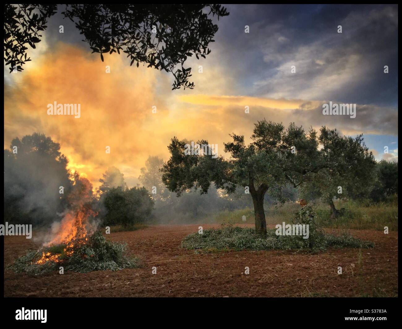 Seasonal burning of olive pruning’s, Catalonia, Spain Stock Photo - Alamy