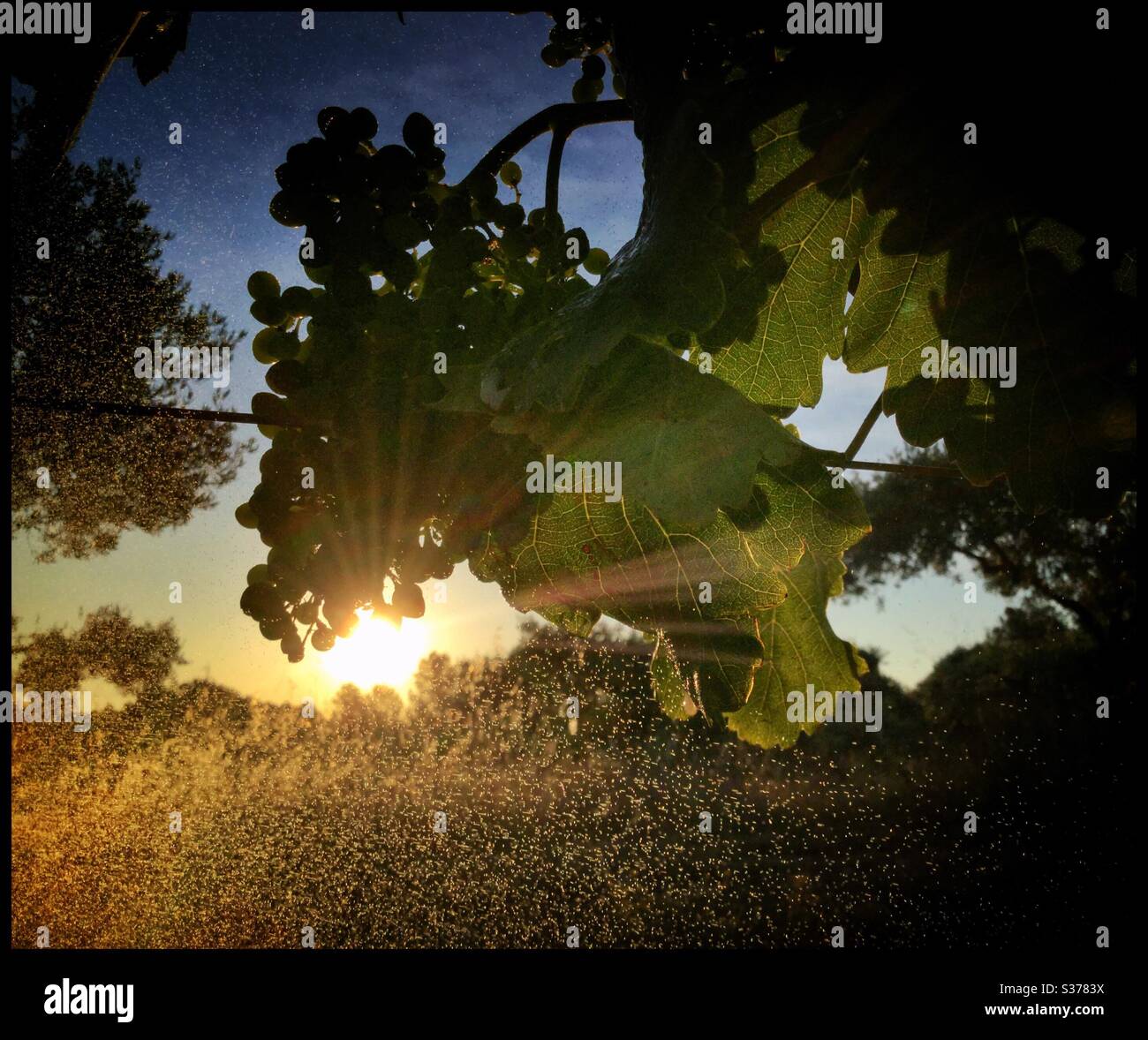 Grape spraying hi-res stock photography and images - Alamy