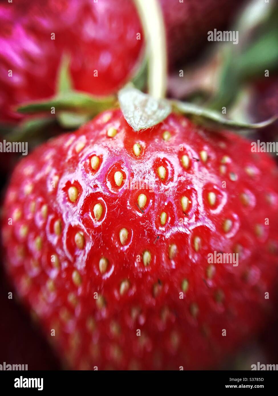 Strawberry seeds up close hi-res stock photography and images - Alamy