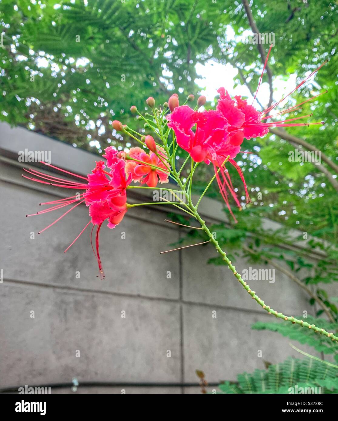 Pink Florals High Resolution Stock Photography and Images - Alamy