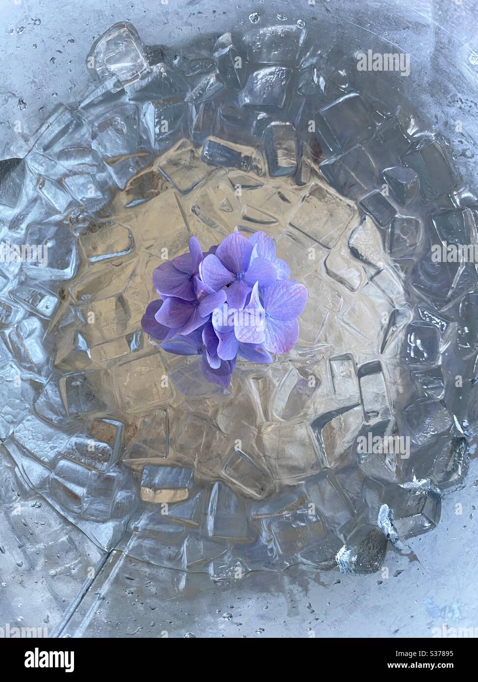 Abstract background of a purple hydrangea bloom setting in ice cubes in ...