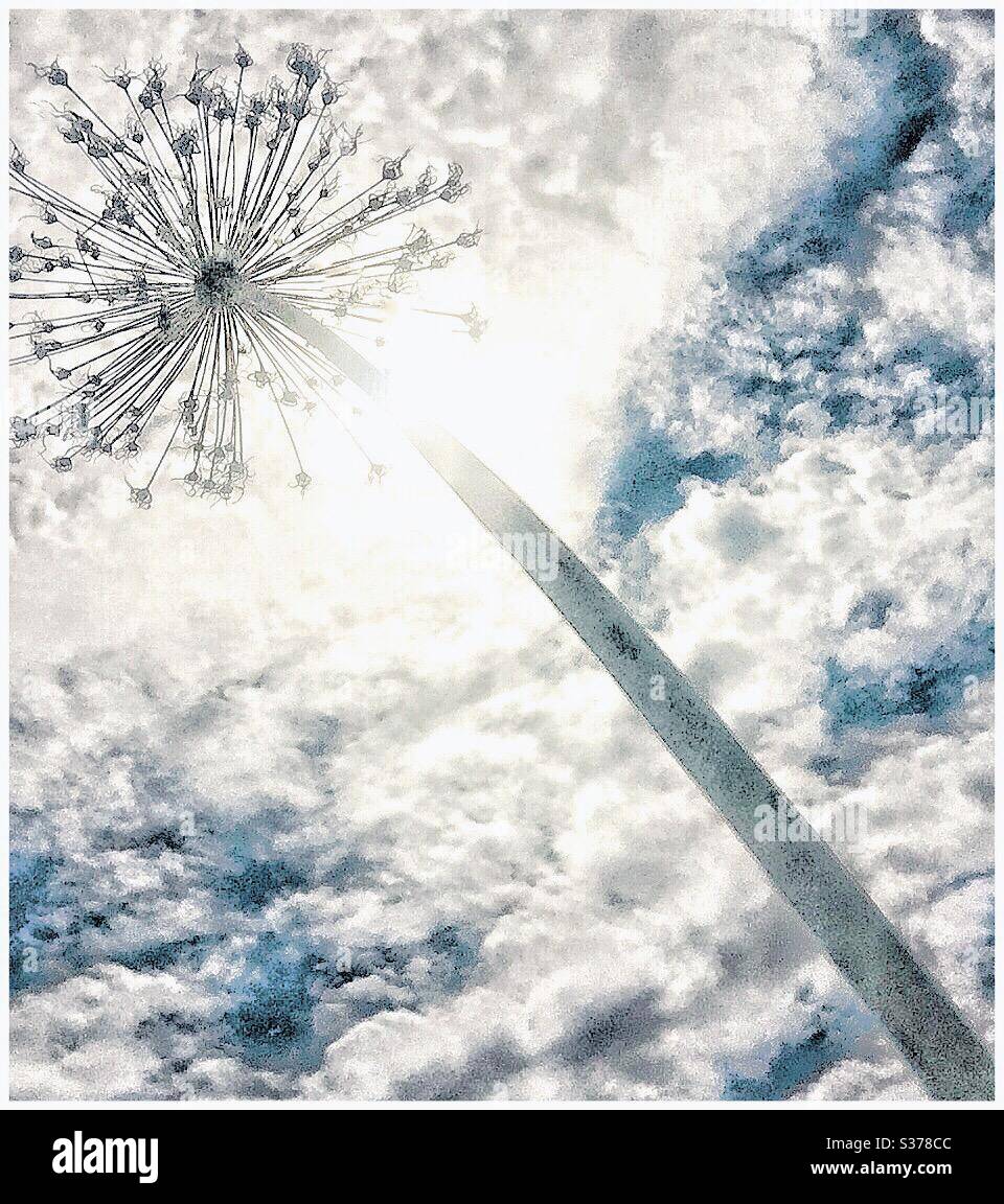 Allium dried flower Stock Photo - Alamy