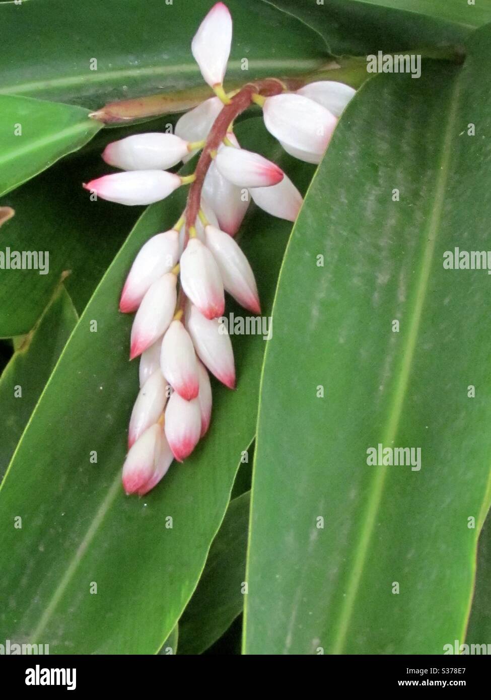 Apinia hi-res stock photography and images - Alamy