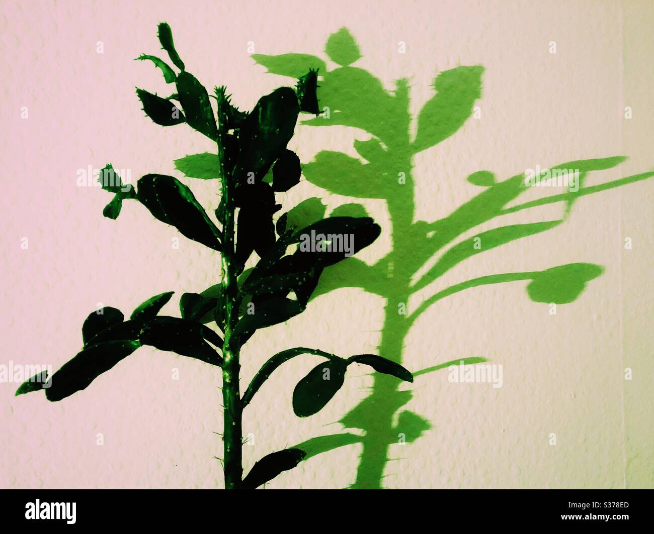 Cactus and shadow Stock Photo - Alamy