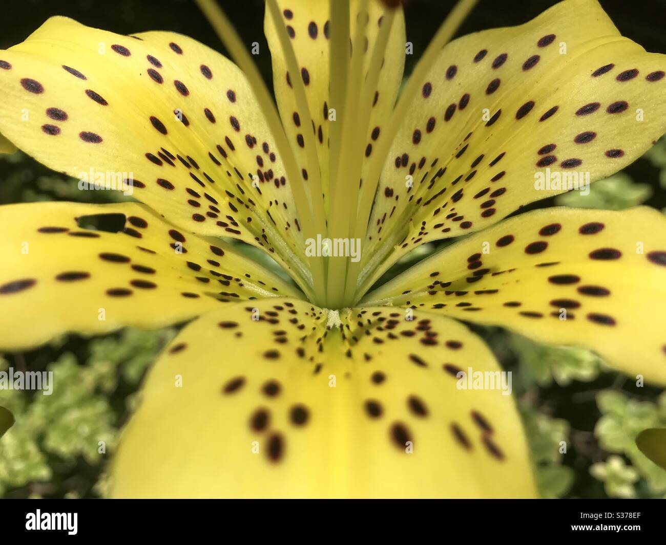 Tiger lily, lancifolium hi-res stock photography and images - Alamy