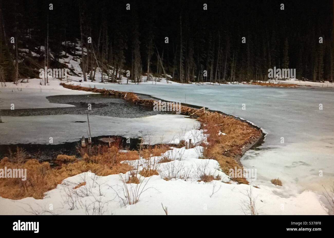 Sibald Flats, Kananaskis Country, early spring, Alberta, Canada ...