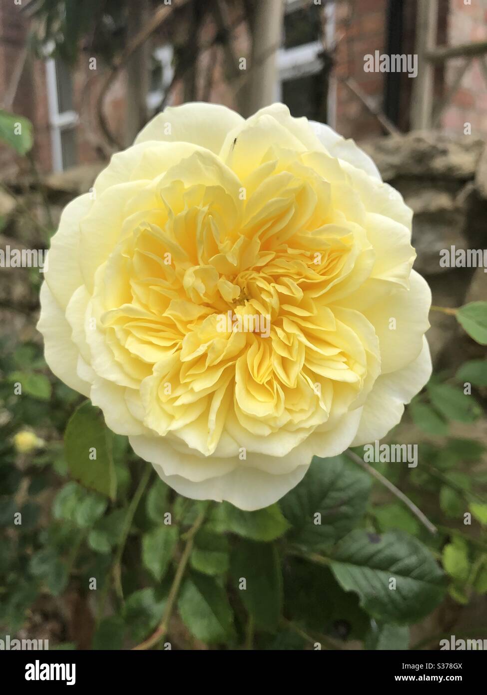 Very fragrant rose hi-res stock photography and images - Alamy