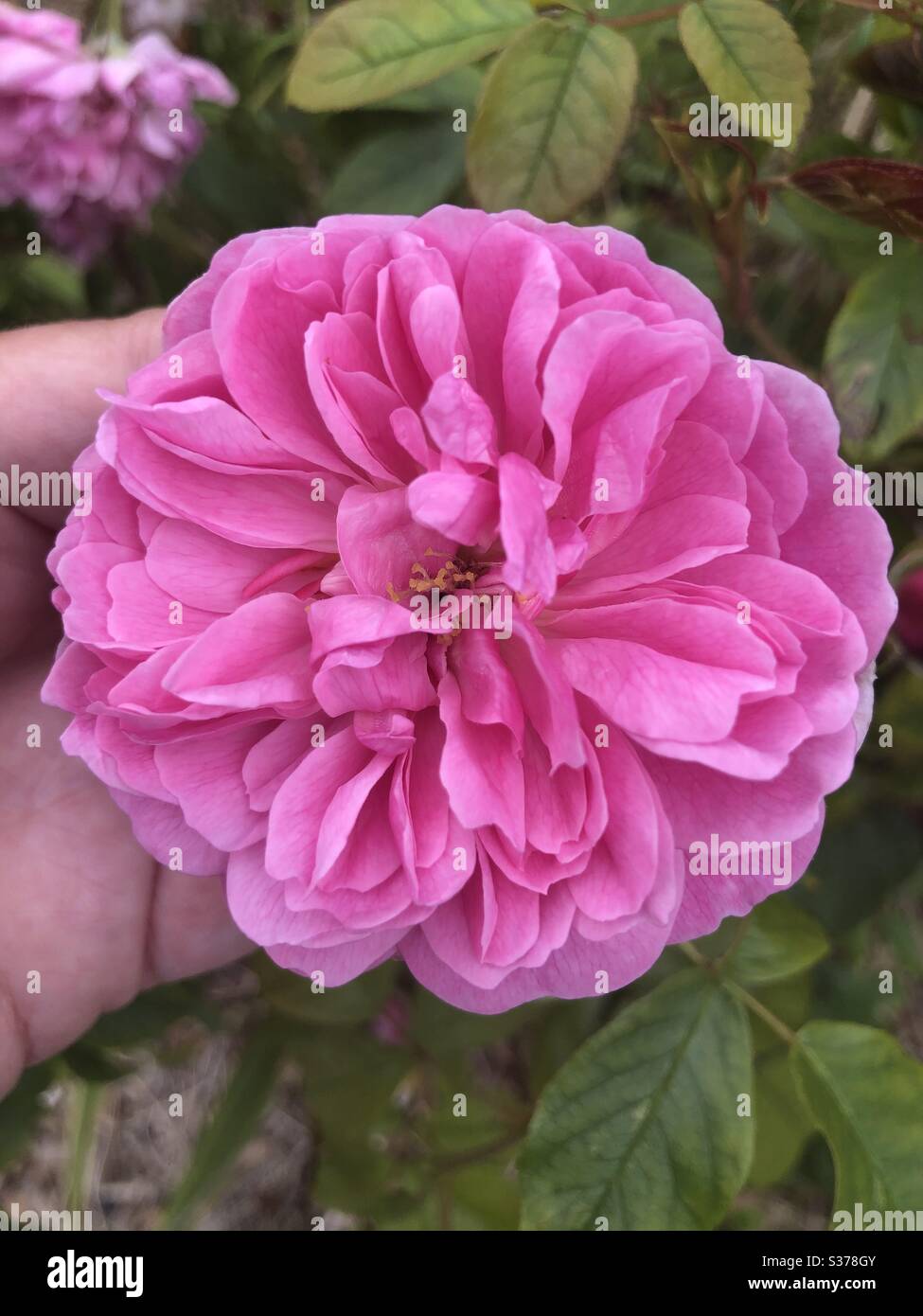 Gorgeousness hi-res stock photography and images - Alamy