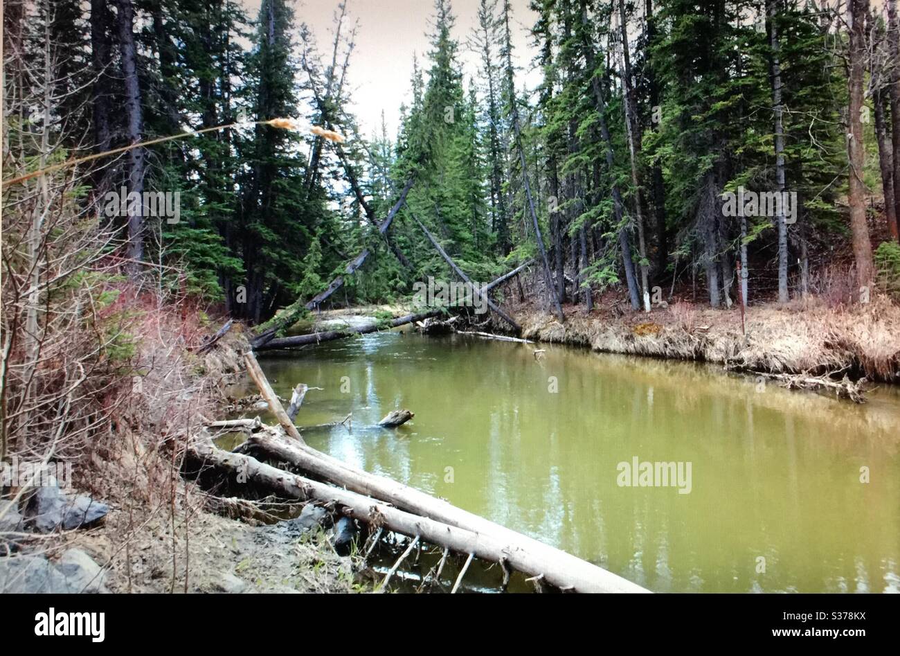 Silver Creek, Skunk Hollow, Watervalley, Alberta, Canada, wilderness ...