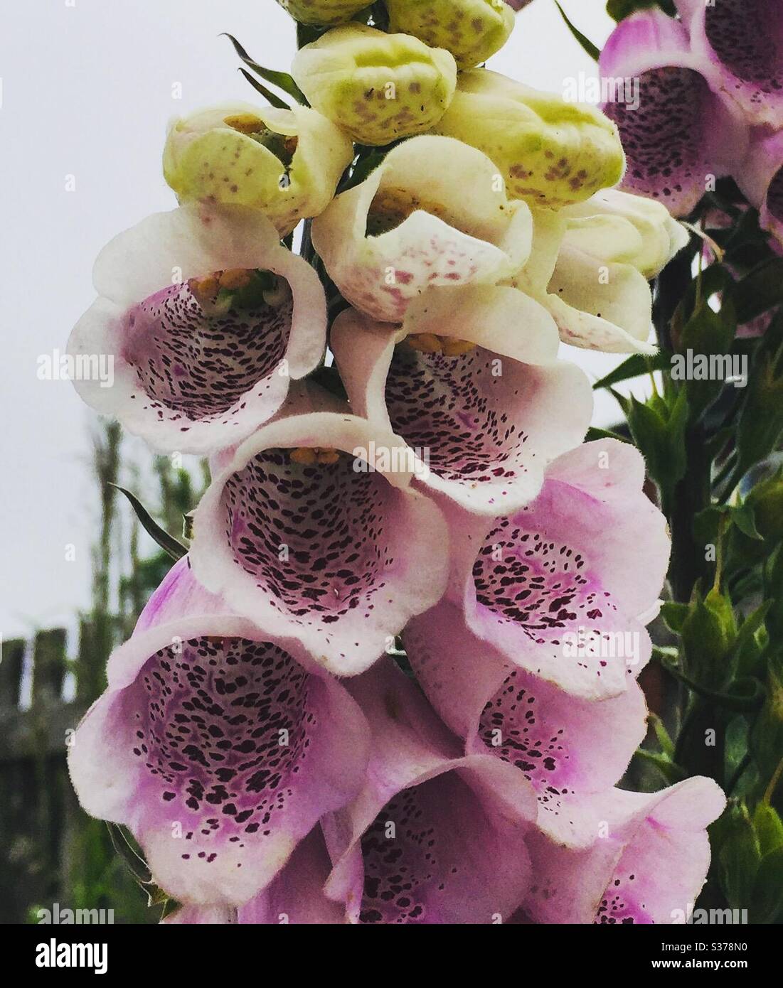 Foxglove seeds hi-res stock photography and images - Alamy