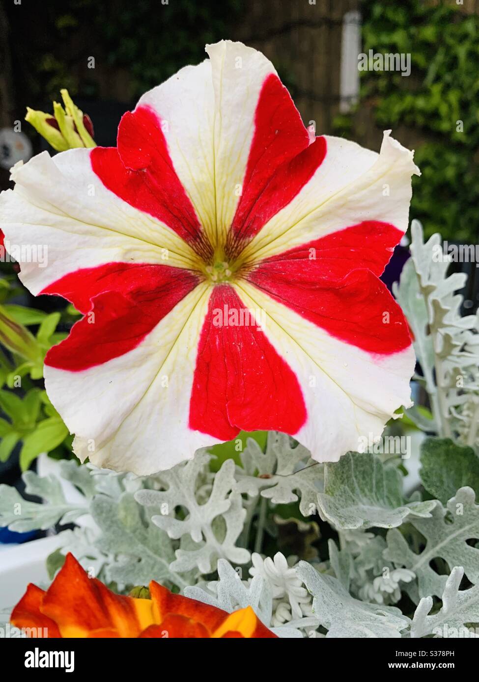 White round flower hi-res stock photography and images - Alamy