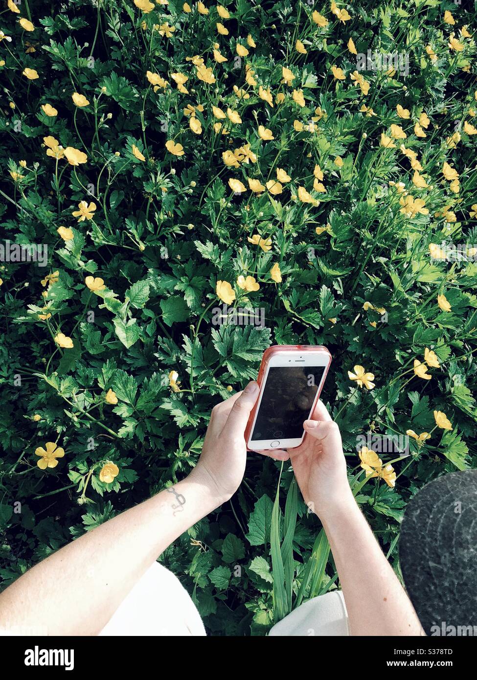 Photographing wild buttercup flower meadow Stock Photo - Alamy