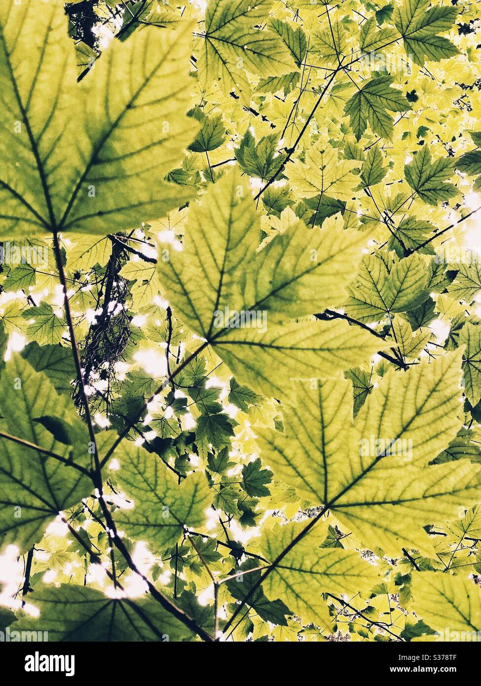 Summer with leaves hi-res stock photography and images - Alamy
