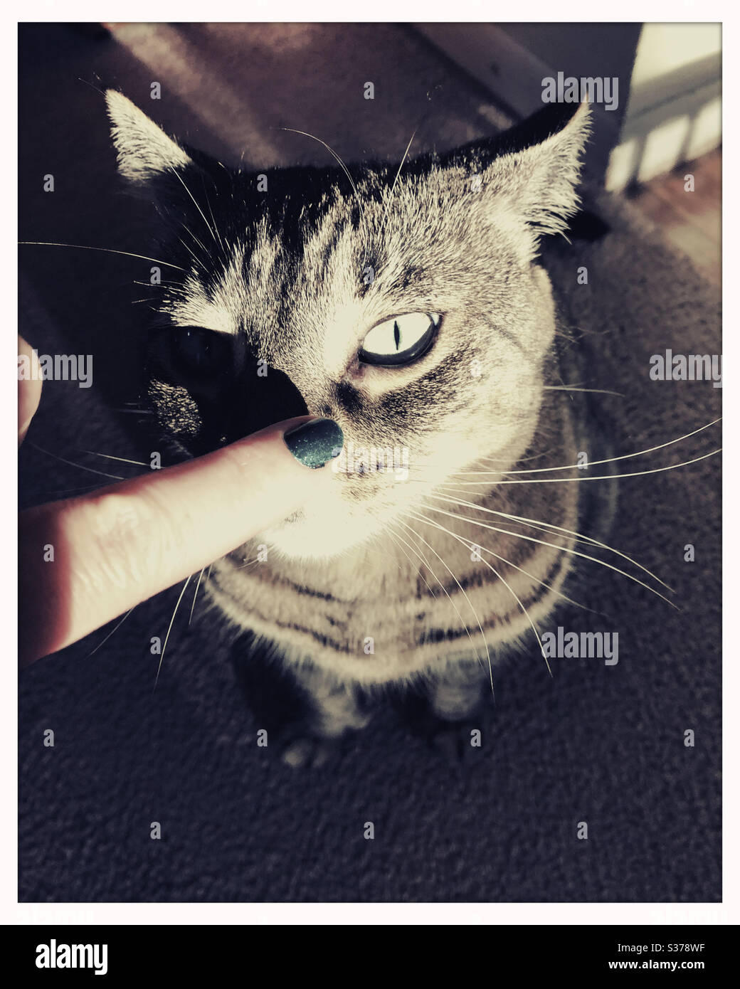 Boop nose hi-res stock photography and images - Alamy