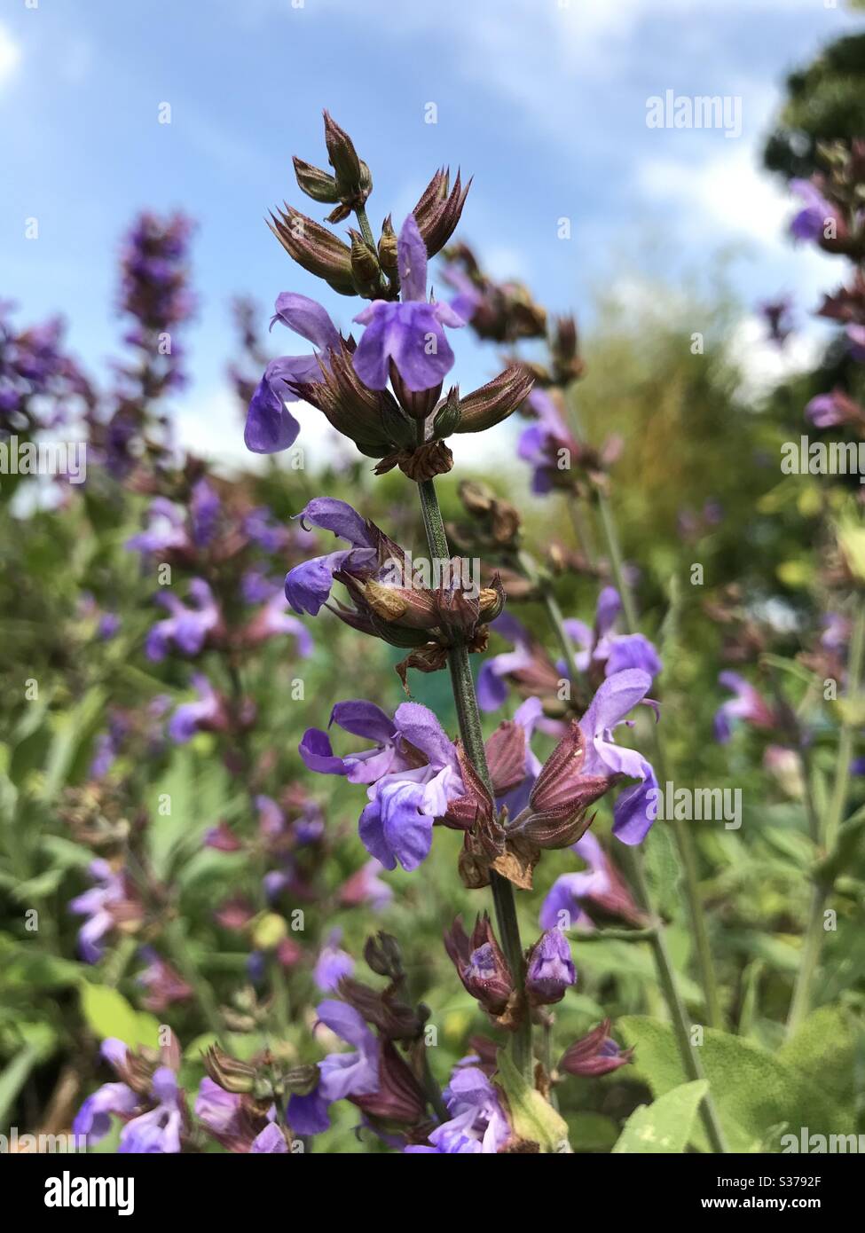 Sage herb flowers hi-res stock photography and images - Alamy