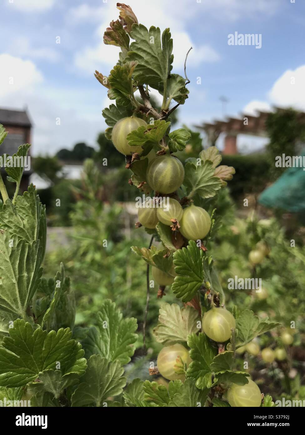 Gooseberries on a gooseberry bush Stock Photo - Alamy