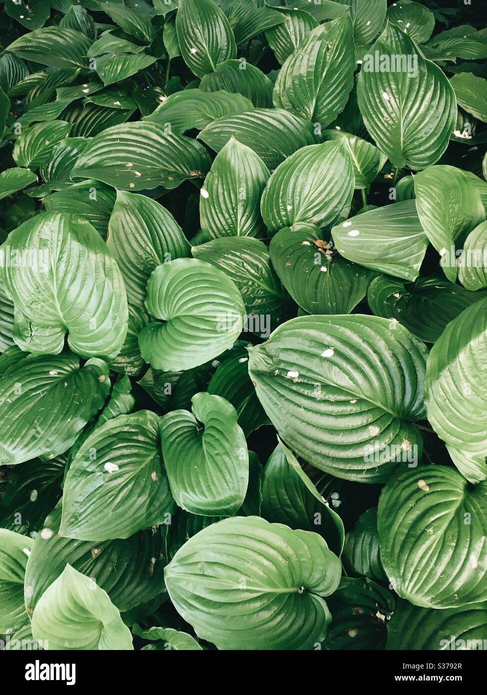 Lush plants hi-res stock photography and images - Alamy