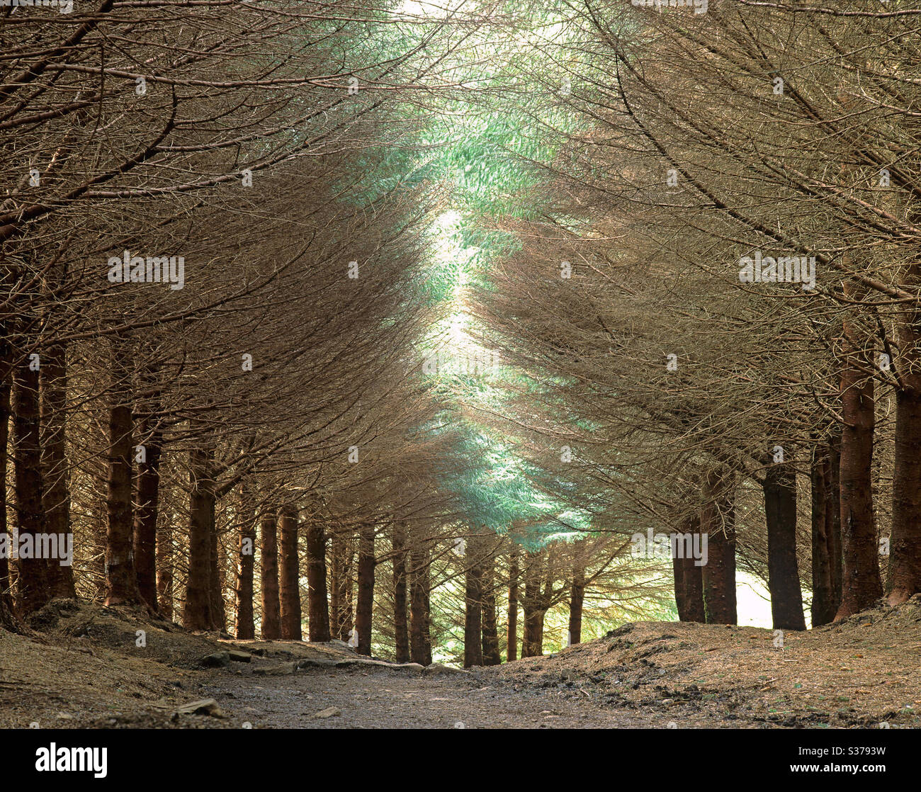 Skye an forest hi-res stock photography and images - Alamy