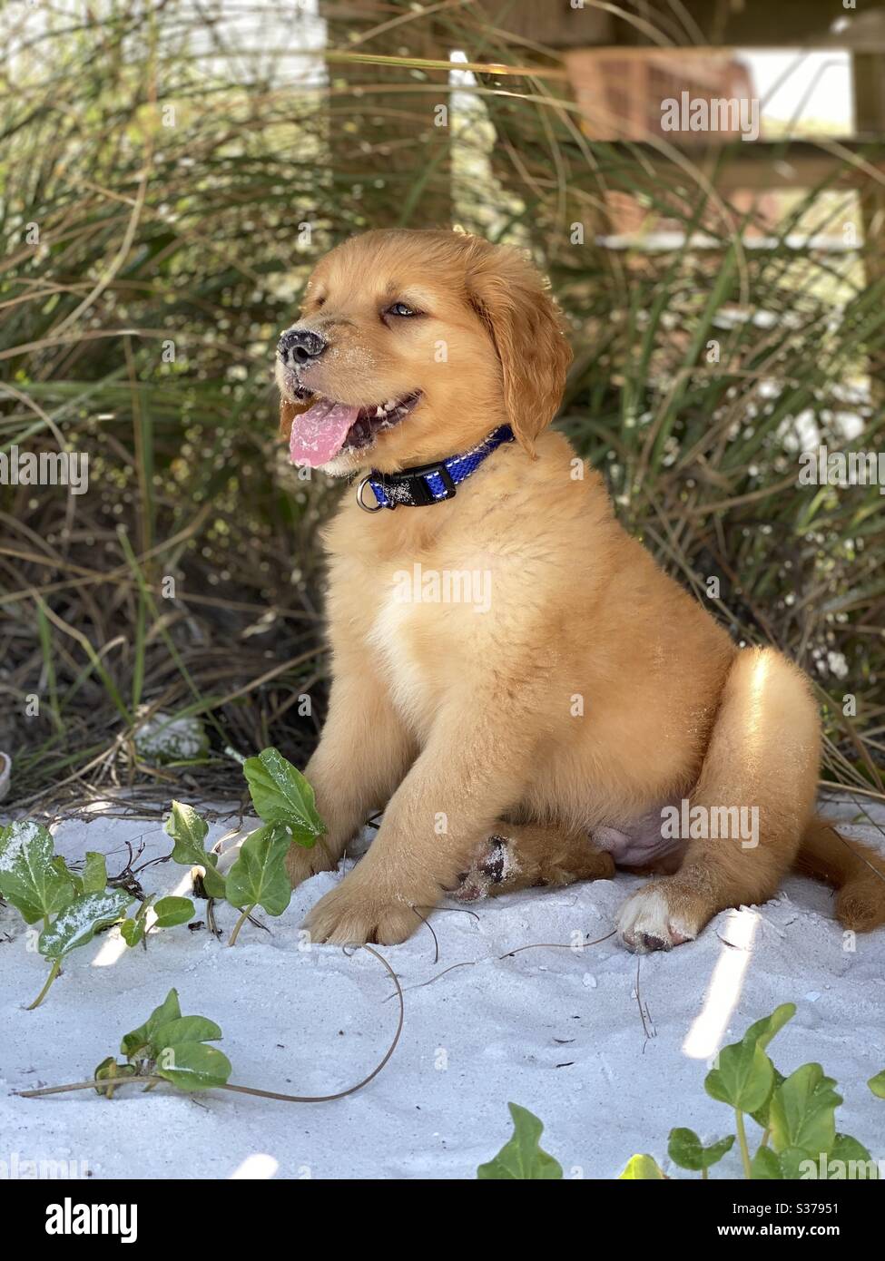 Golden retriever puppy setting on white sand with sand on his nose ...