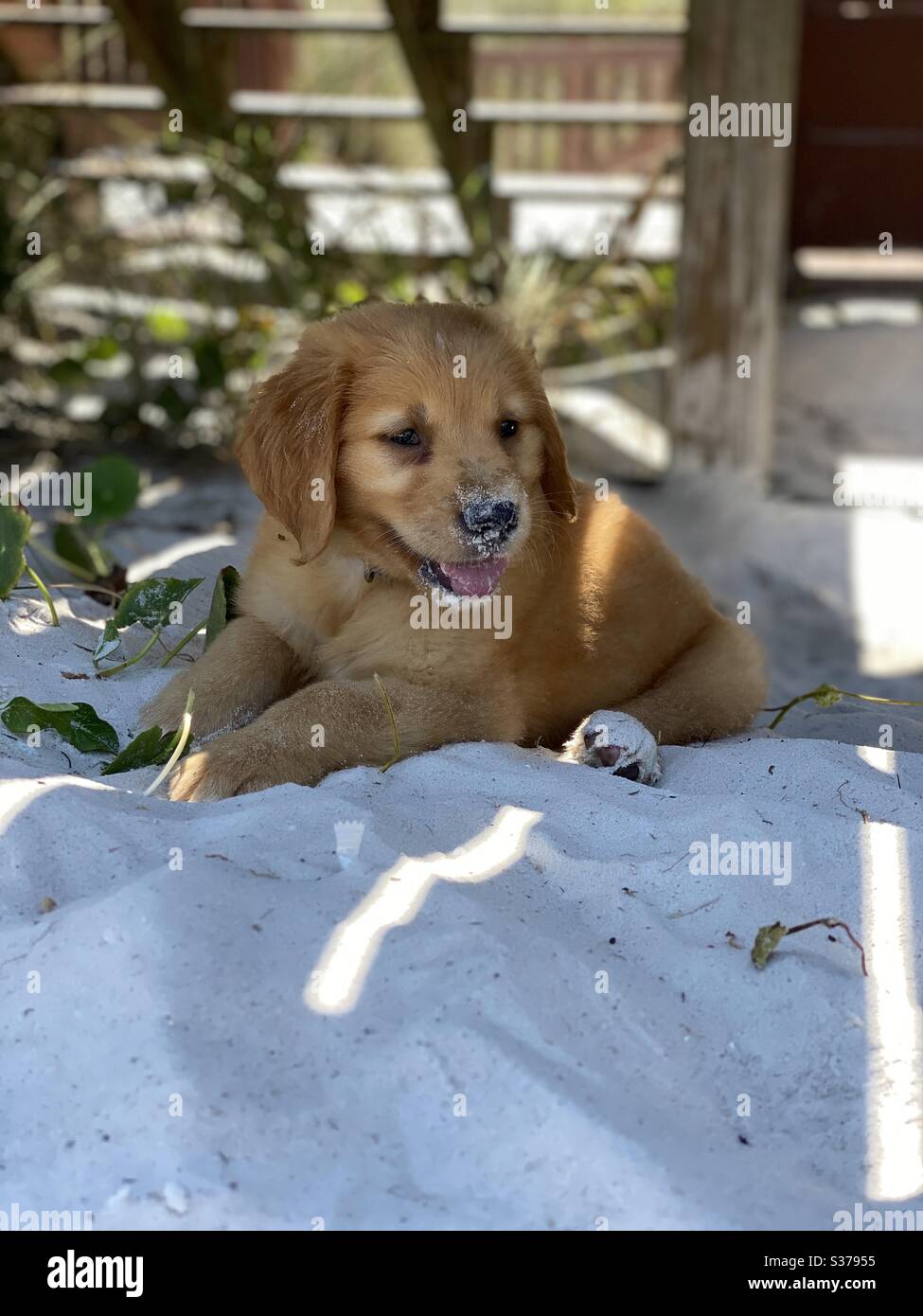 Portrait of a golden retriever puppy with sand on his nose lying in the ...