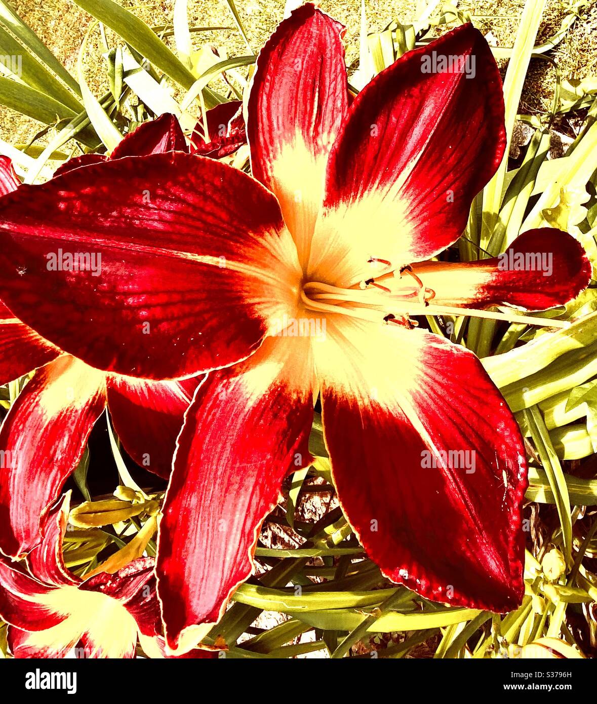 Lilie flowers hi-res stock photography and images - Alamy