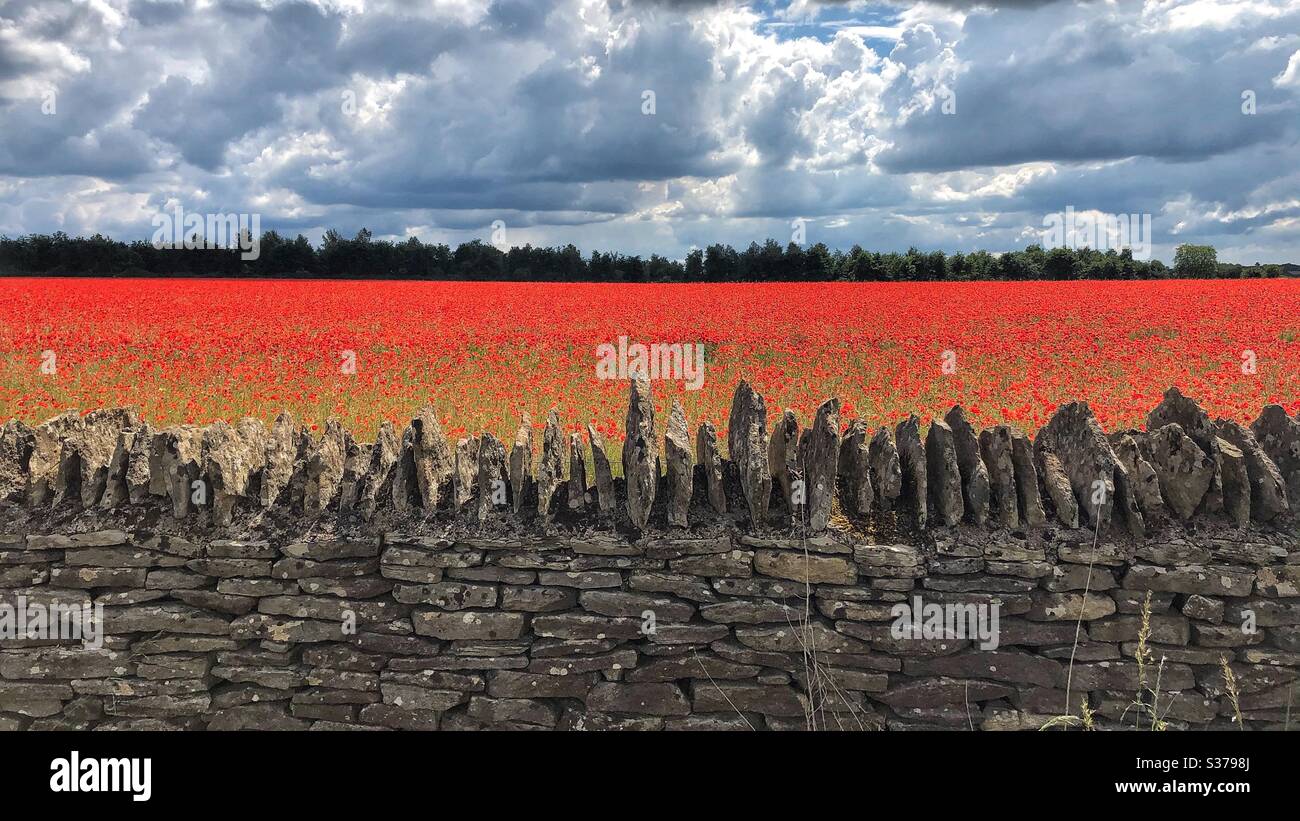 Summer poppy fields hi-res stock photography and images - Alamy